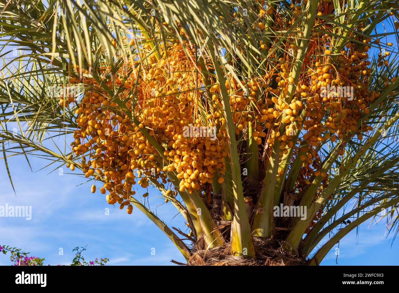 Phoenix dactylifera, Date palm Fruit Stock Photo - Alamy