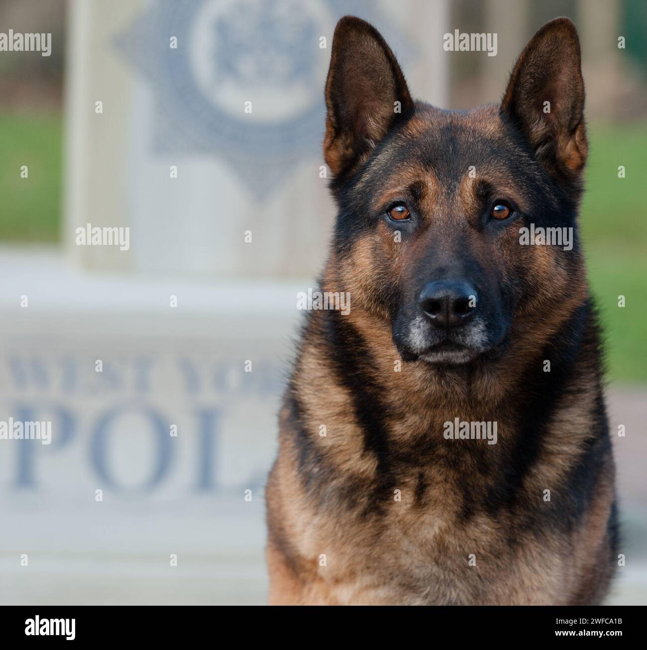 Retired UK German Shepherd Police dog sat in front of fallen officer ...