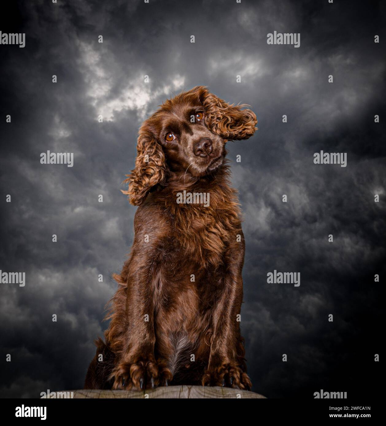 Sprocker spaniel hi-res stock photography and images - Alamy