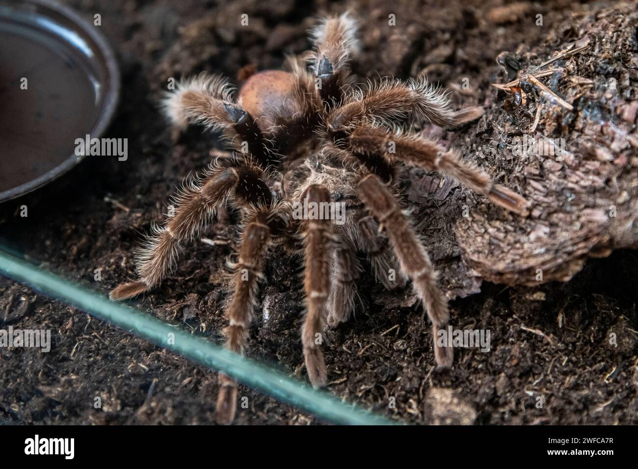 Teplice, Czech Republic. 27th Jan, 2024. Honduras Curly Hair Tarantula ...