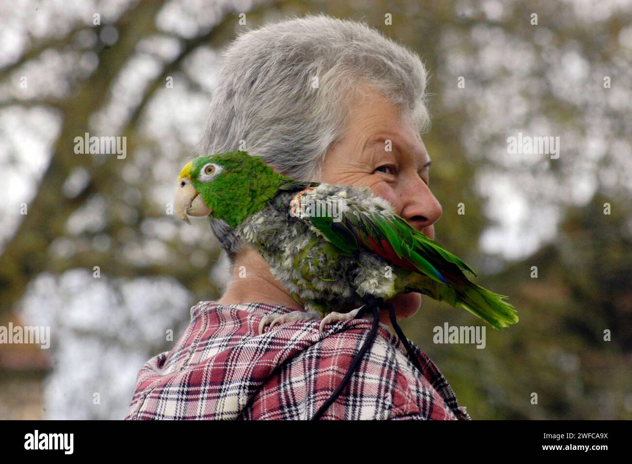 Psittacine species hi-res stock photography and images - Alamy
