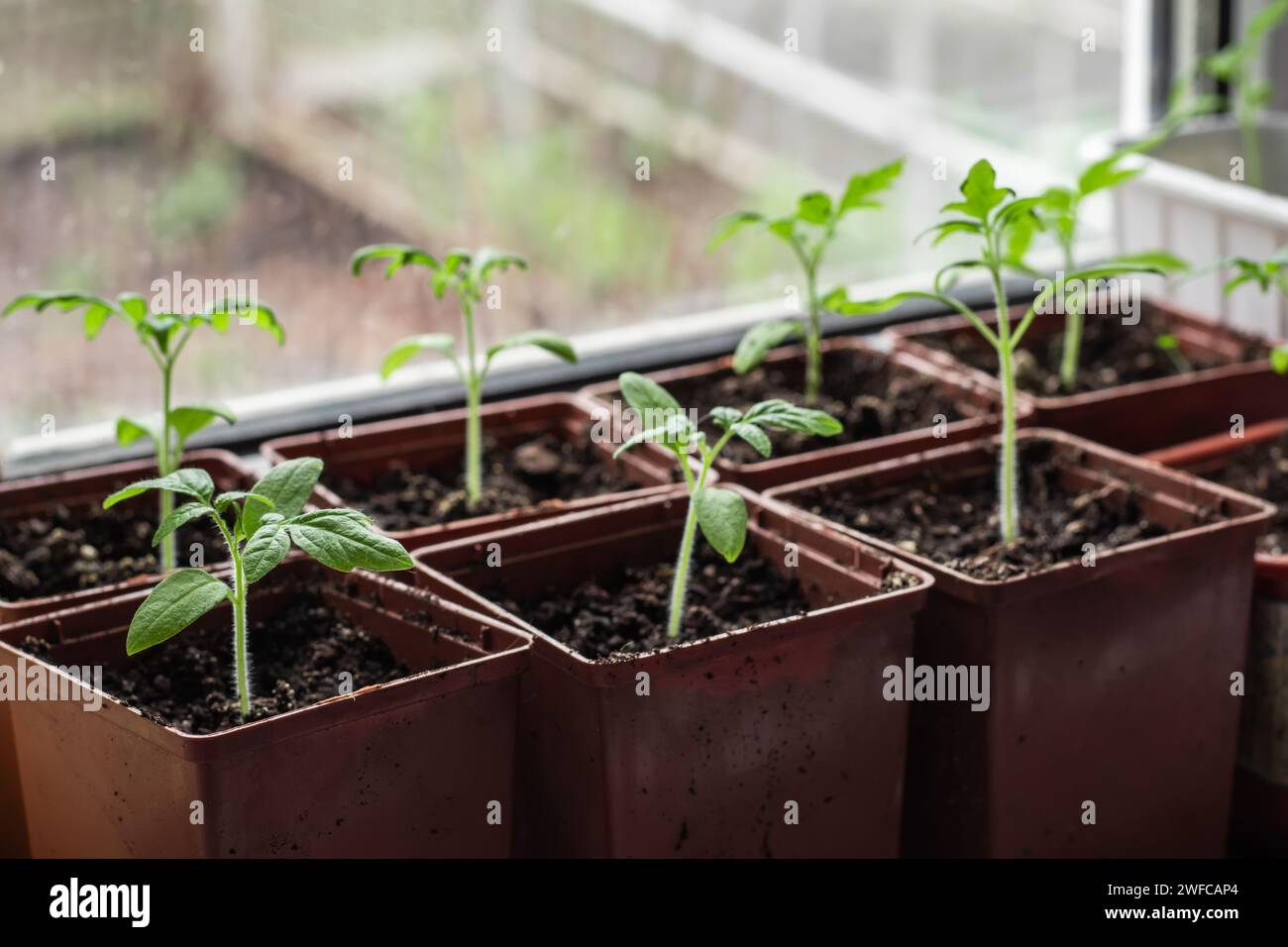 Cultivation tray hi-res stock photography and images - Alamy