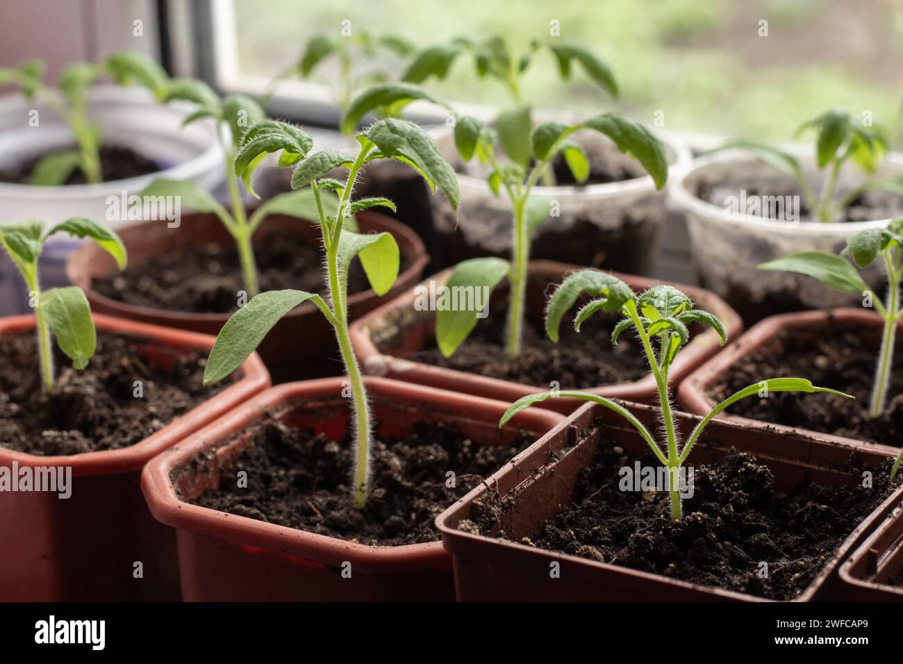 Tray with green seedlings, fresh and green vegetable seedlings growing ...