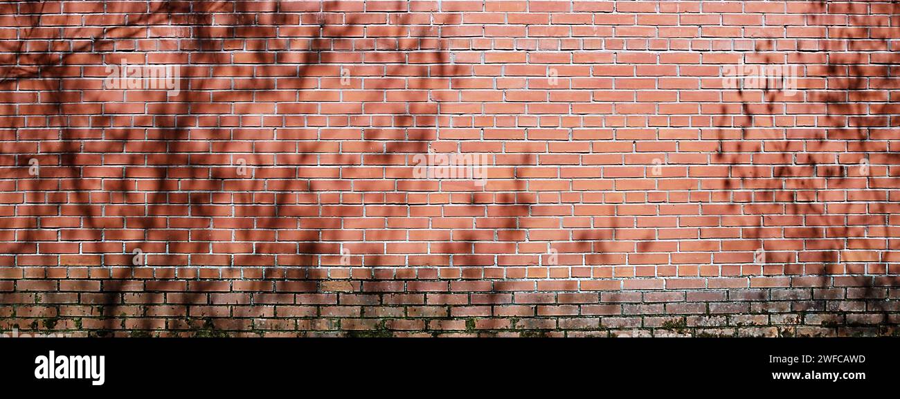 shadow of leaf on brick wall background, sunlight shady sunny brick ...