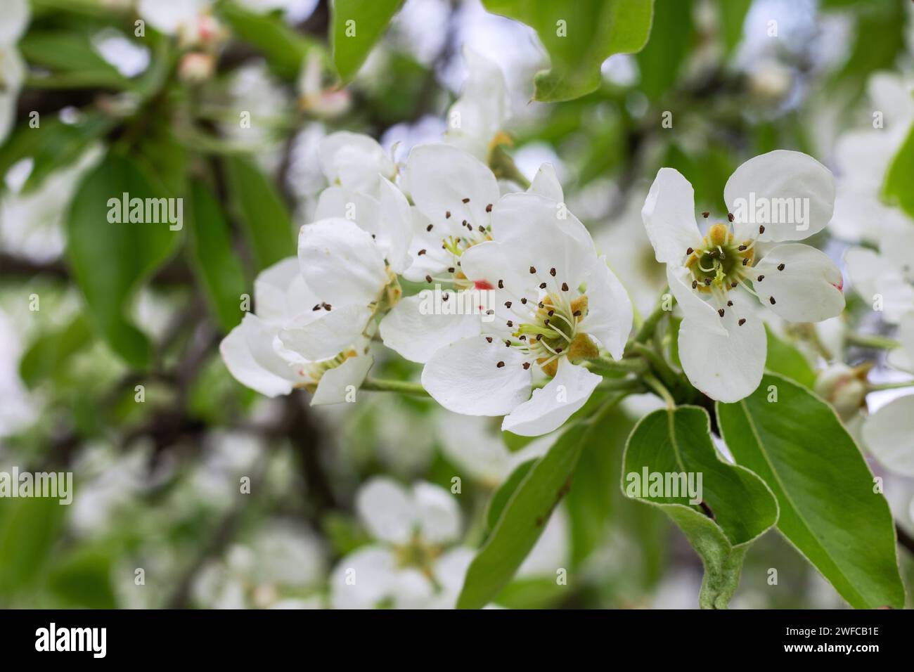 Pear tree blossom close-up. White pear flower on naturl background ...