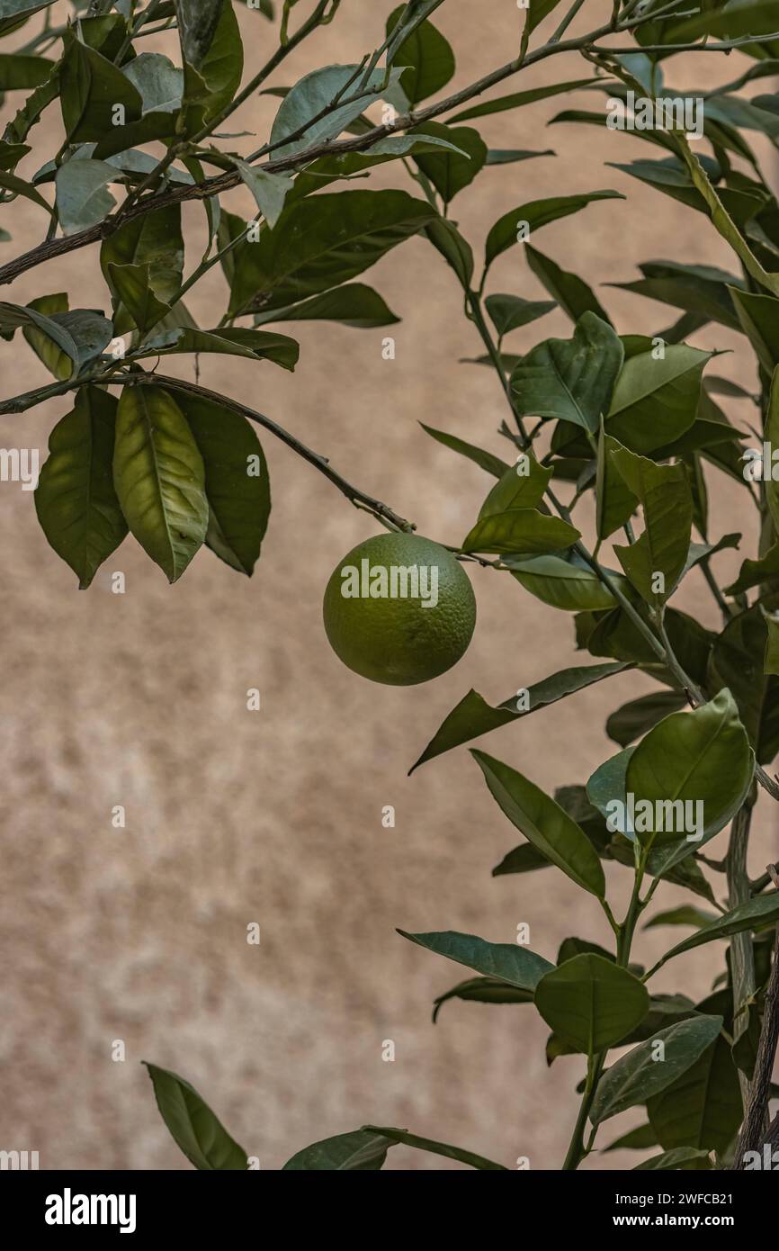 Mandarinenbaum Eine grüne Mandarine am Mandarinenbaum auf Creta ...