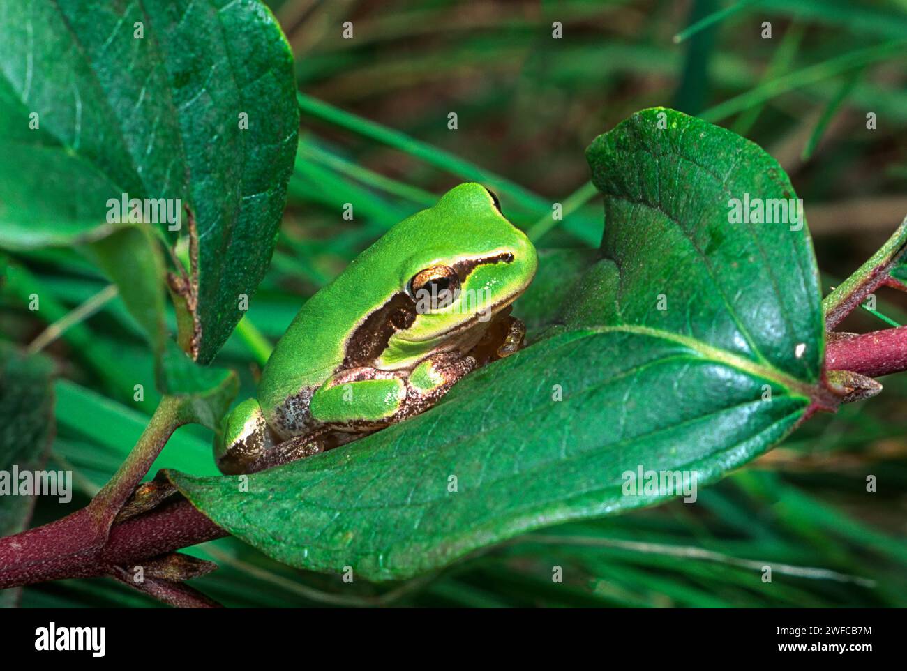 European treefrog Hyla arborea a small green frog among the leaves in France Stock Photo - Alamy
