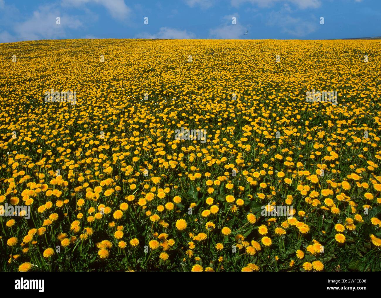 Field of yellow flowers Dandelions Taraxacum growing in Orkney Scotland ...