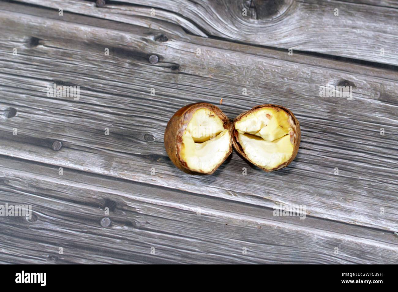 Chestnuts, the deciduous trees and shrubs in the genus Castanea, in the ...