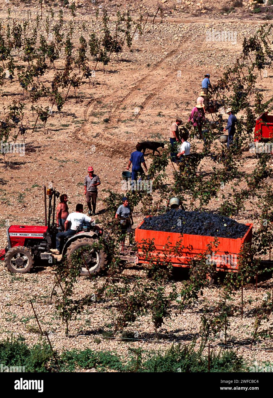Grape picking Provence France pickers and a tractor trailer full of ...