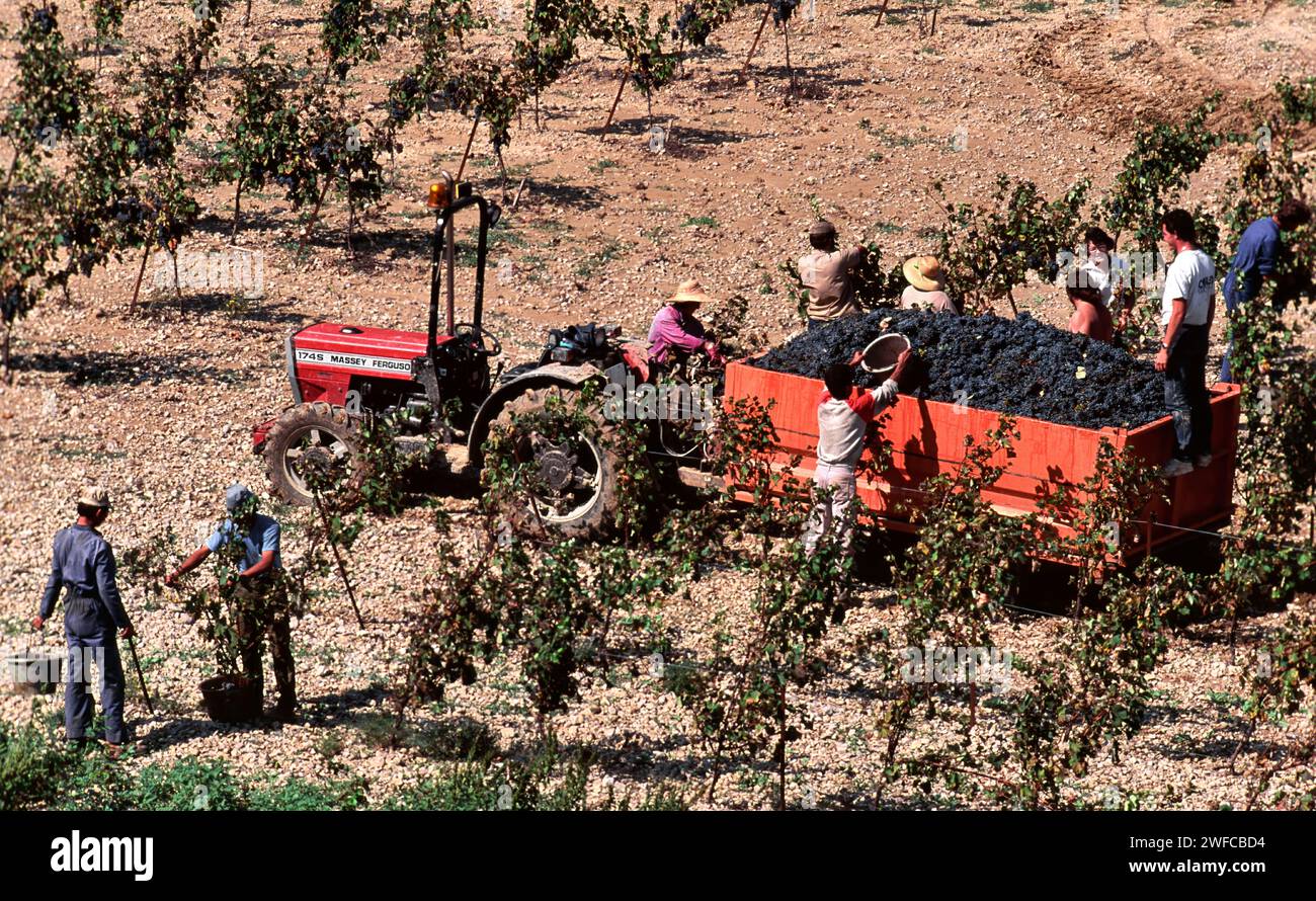 Grape picking Provence France pickers loading grapes into a tractor ...