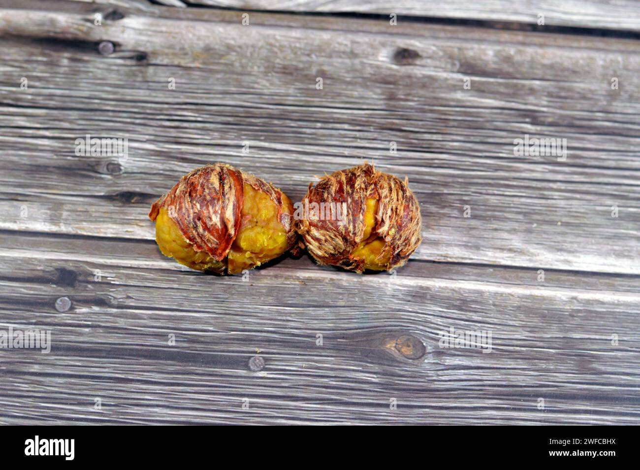 Chestnuts, the deciduous trees and shrubs in the genus Castanea, in the ...