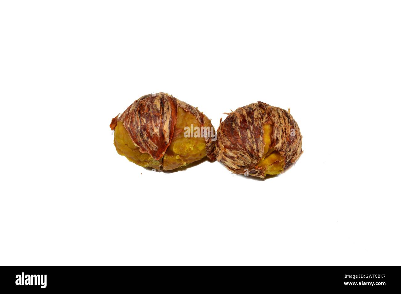 Chestnuts, the deciduous trees and shrubs in the genus Castanea, in the ...