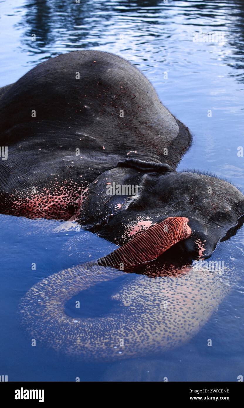 Indian elephant lying under water in a lagoon with trunk exposed to ...