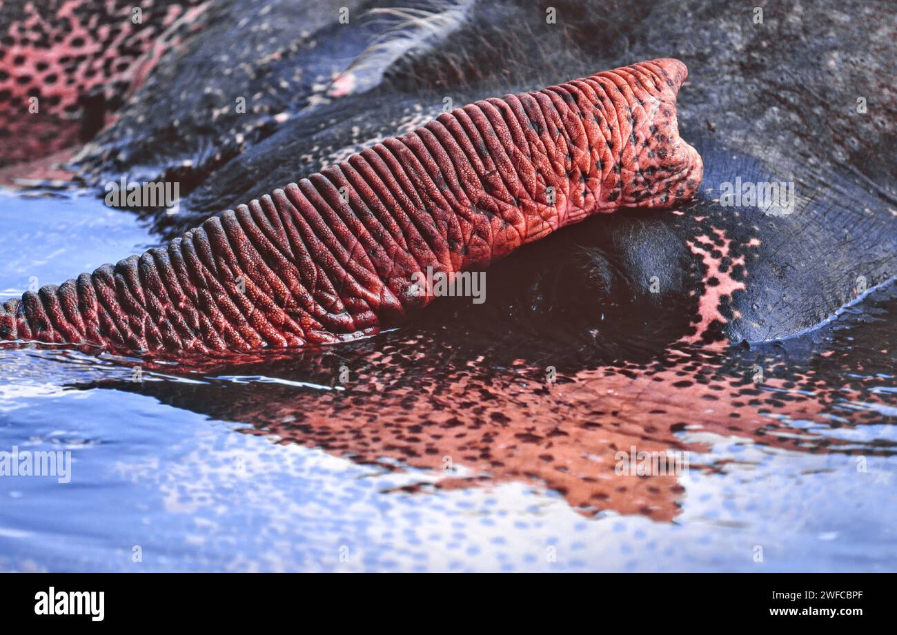 Indian elephant lying under water with trunk exposed to allow breathing ...