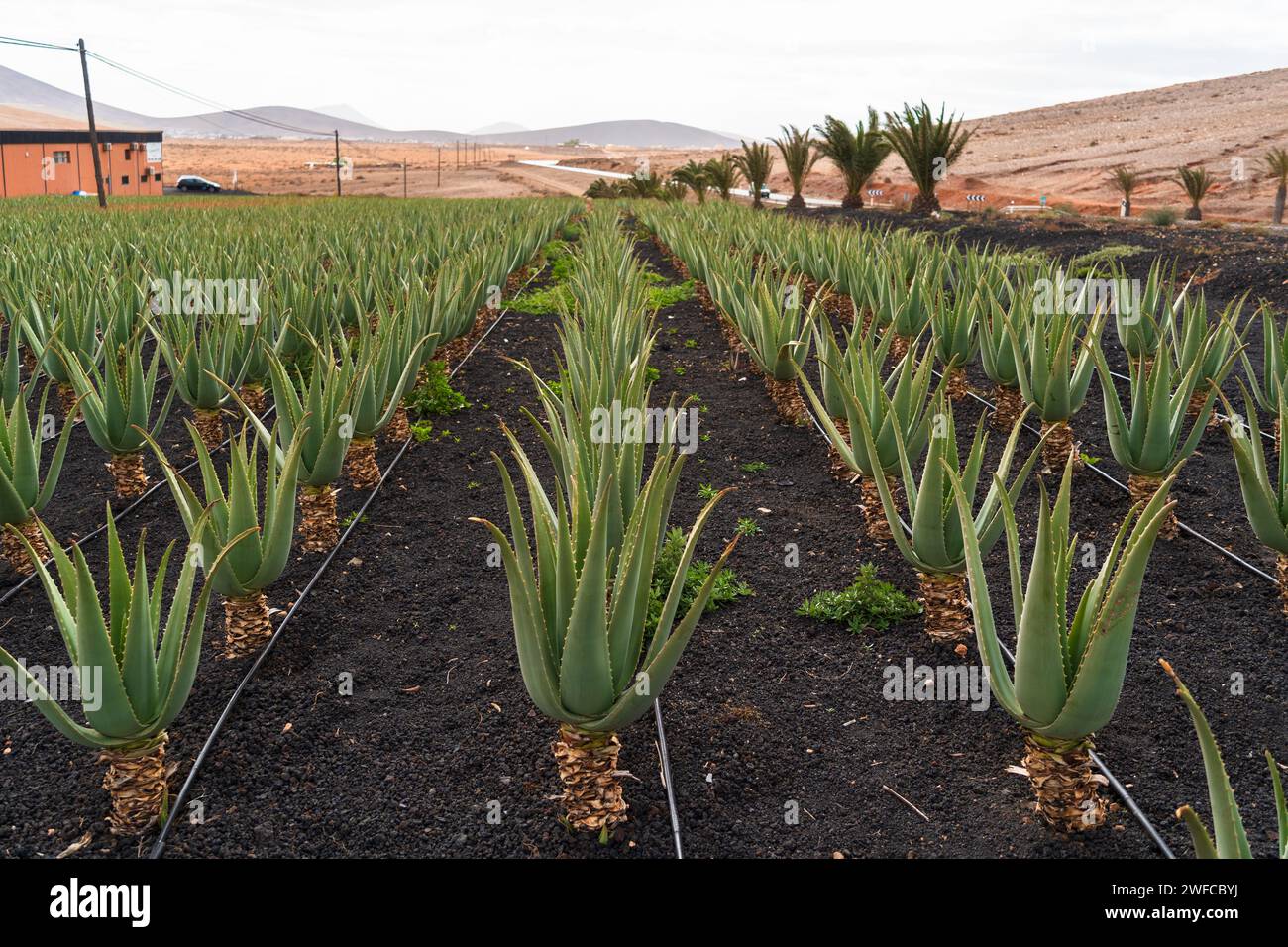Aloe vera farm hi-res stock photography and images - Alamy