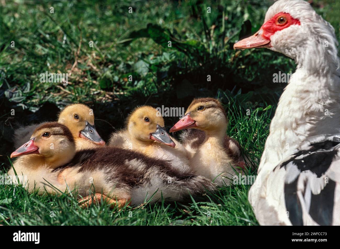 Muscovy duck Cairina moschata with four young ducklings Stock Photo - Alamy