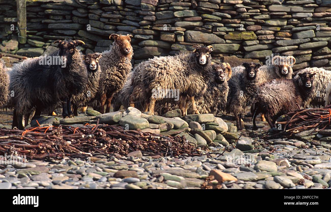 North Ronaldsay sheep a small flock of sheep and bundles of tied ...
