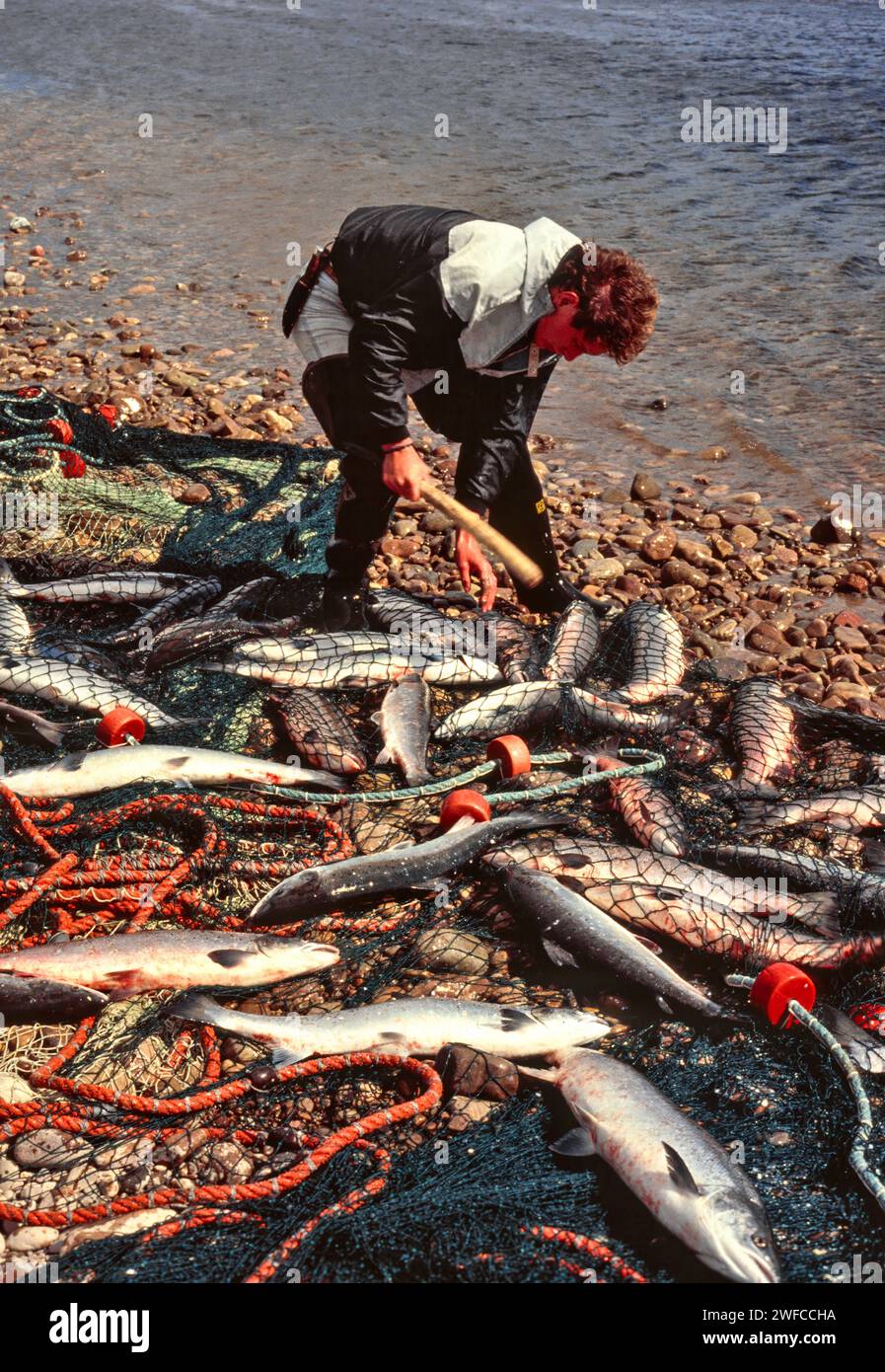 Salmon netting on the River Spey at Tugnet a large haul of fish in the ...