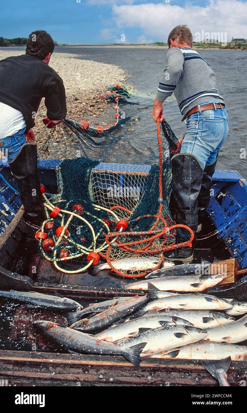Salmon netting on the River Spey at Tugnet retrieving the net and a ...