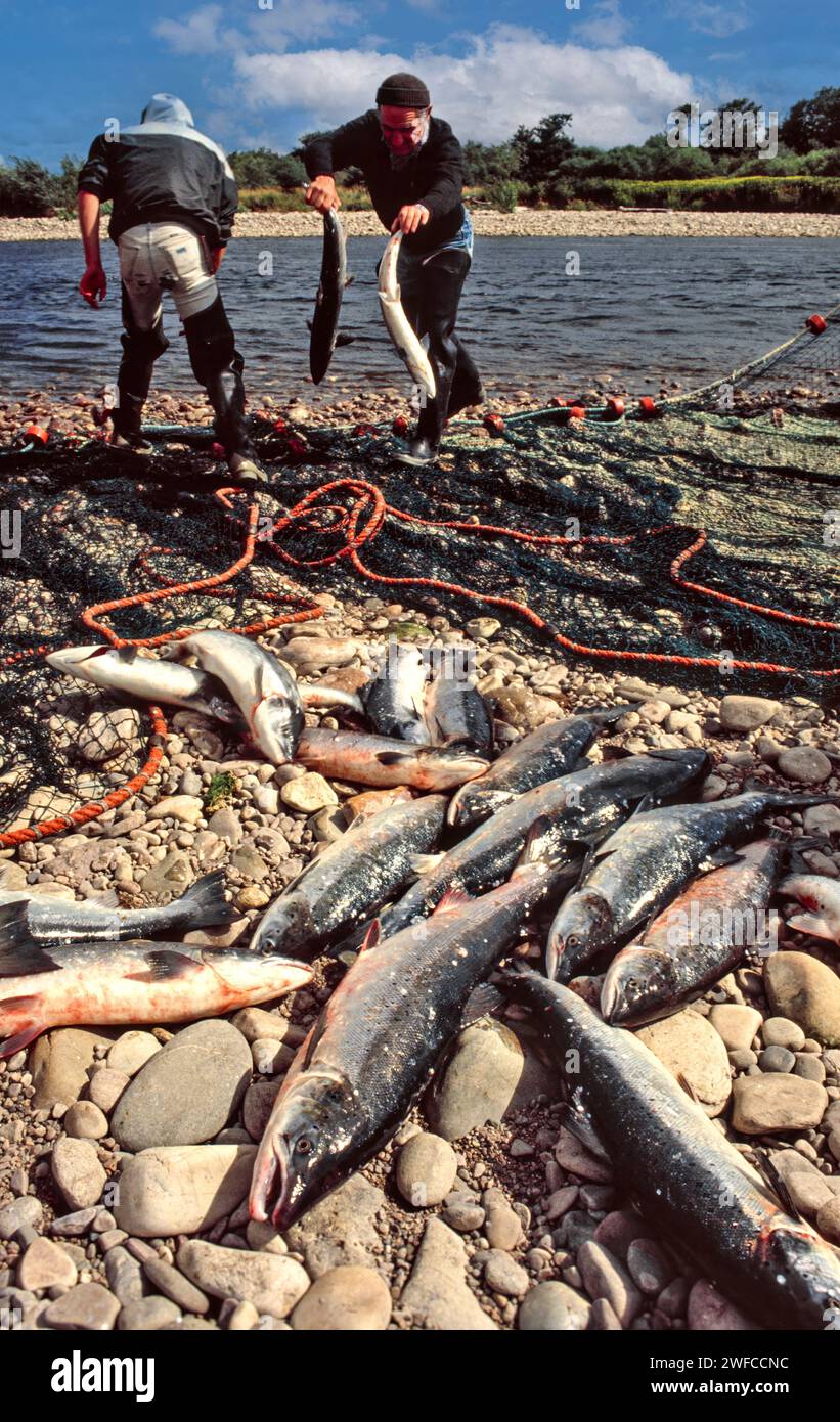 Salmon netting on the River Spey at Tugnet the haul of fish from one ...