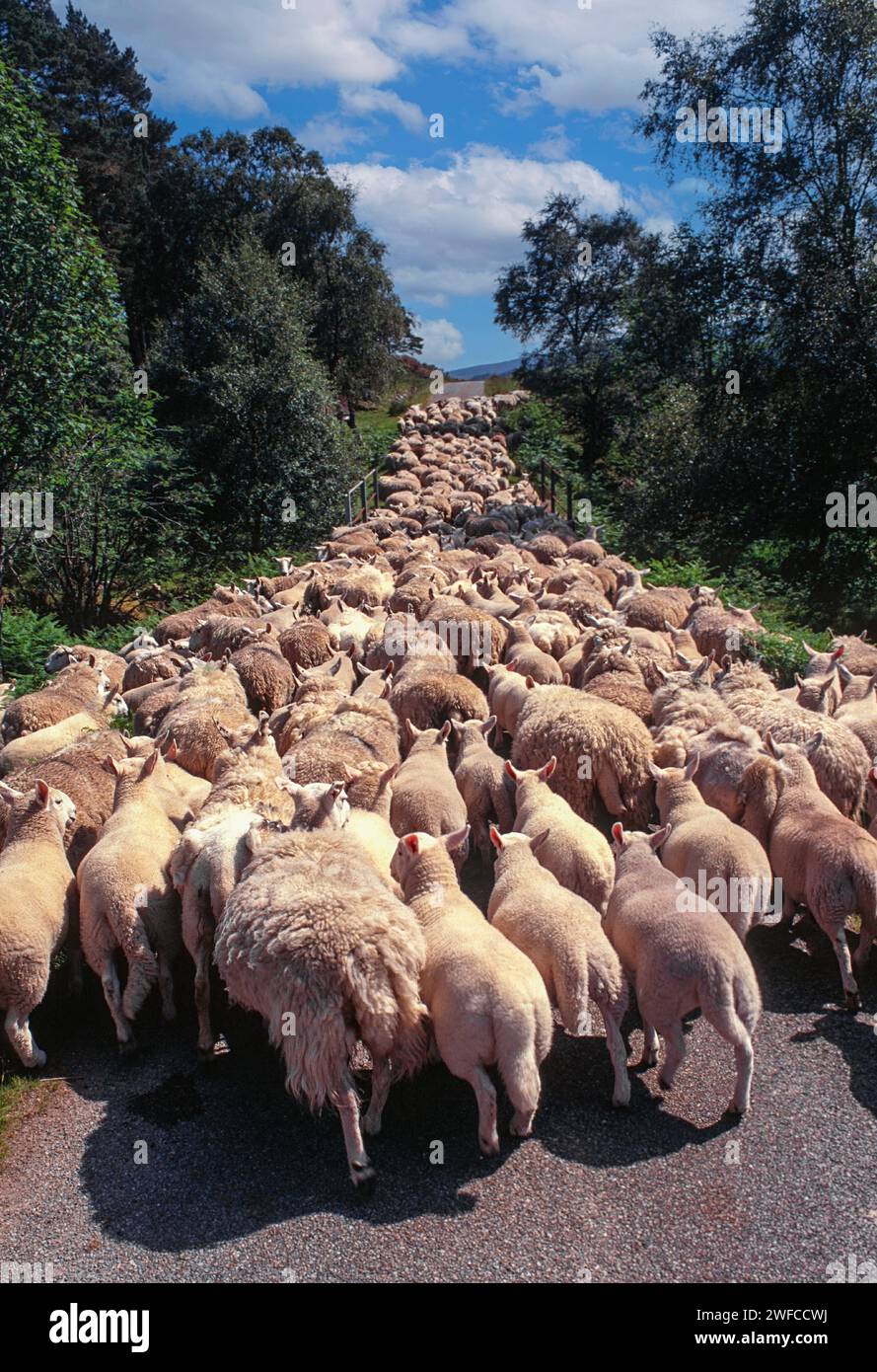 Sheep flock crossing a narrow bridge in summer Sutherland Scotland Stock Photo - Alamy