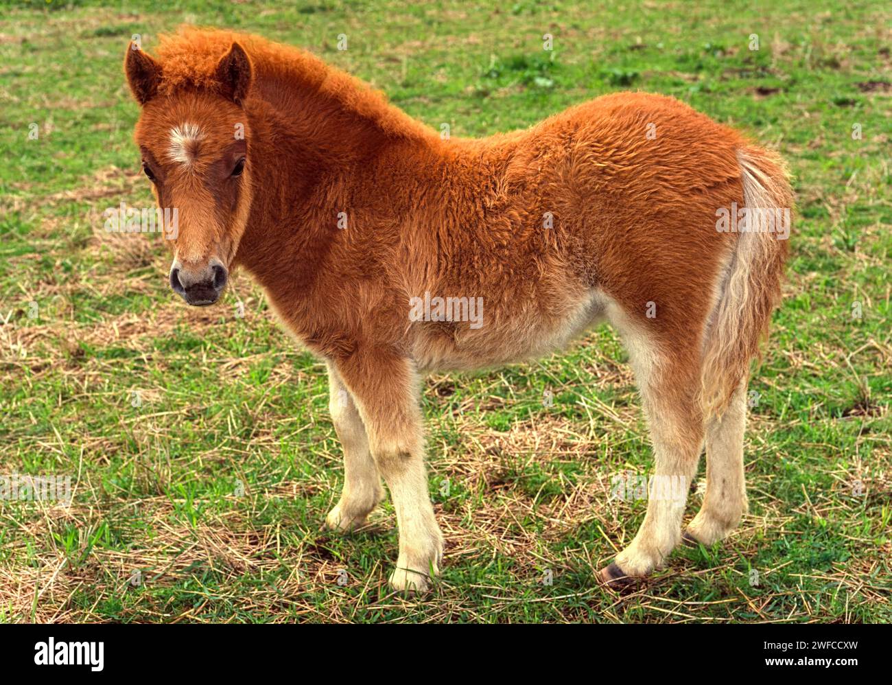 Shetland pony young and inquisitive in a field Scotland Stock Photo - Alamy