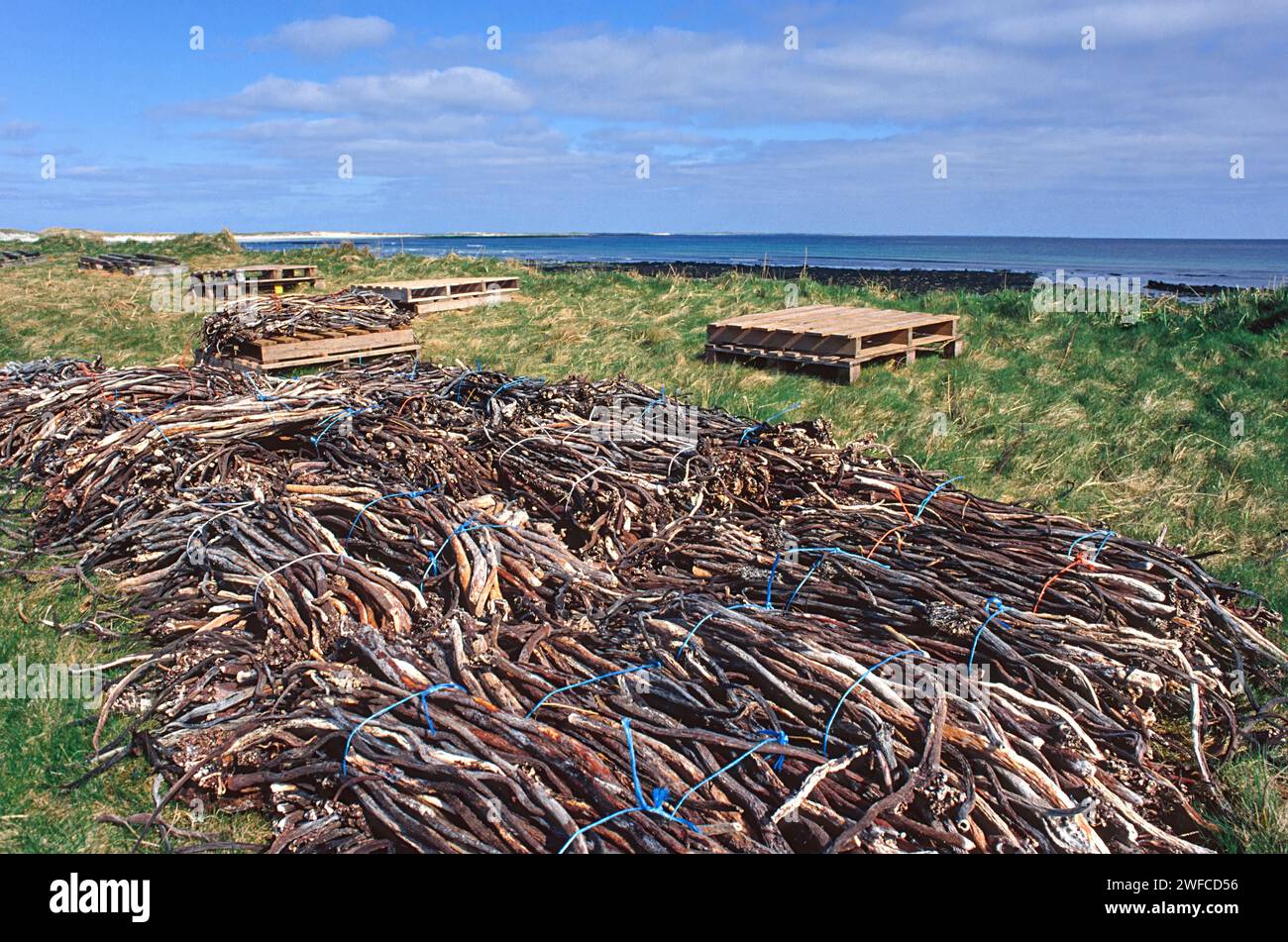 Stems of tangle Seaweeds laminaria digitata and laminaria hyperborea ...