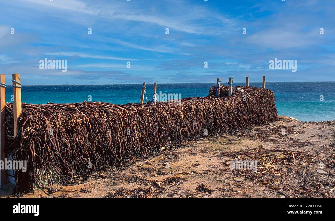 Stems of tangles or Seaweeds laminaria digitata and laminaria ...