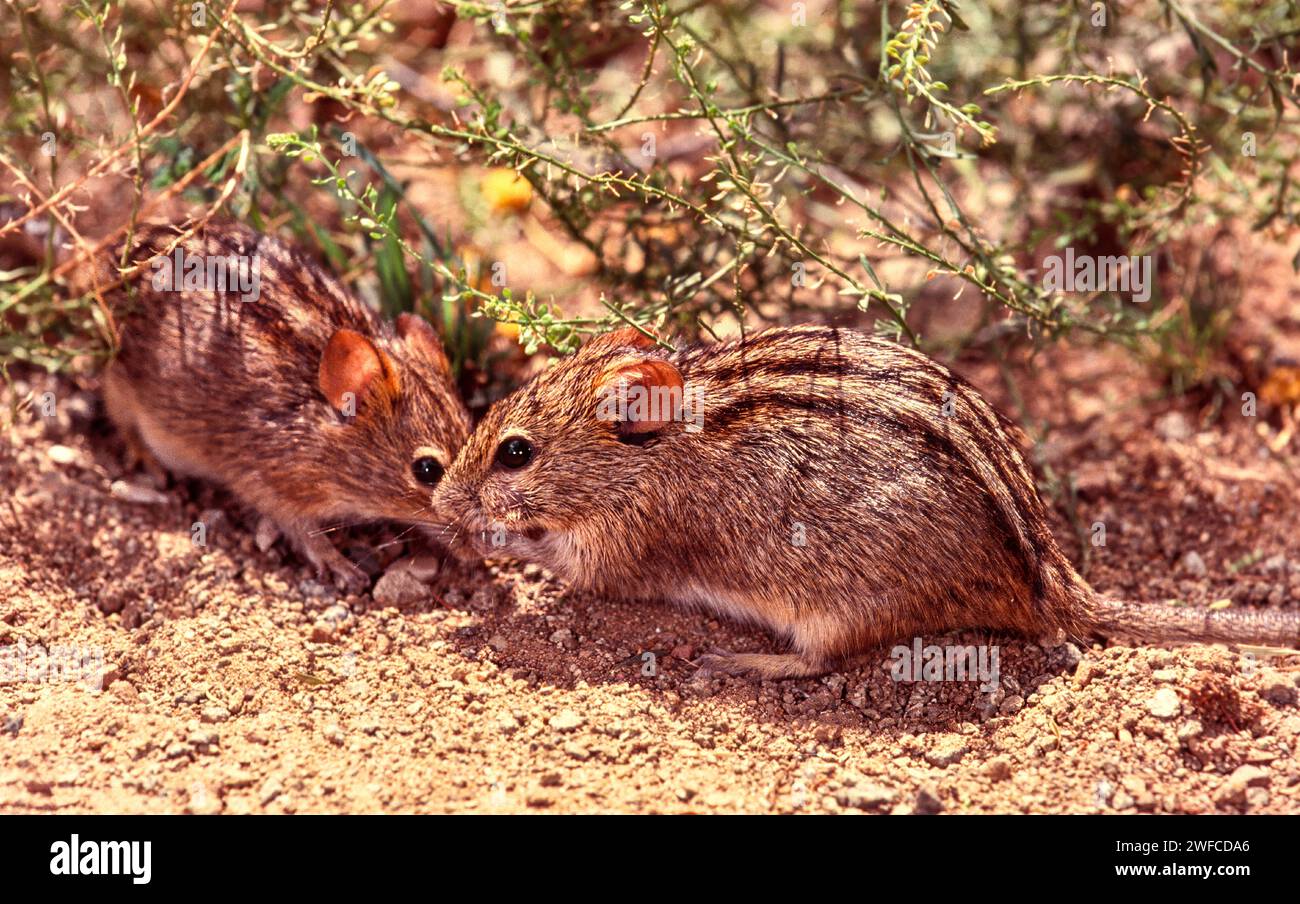 Striped or four-striped mice Rhabdomys pumilio in the veld South Africa ...