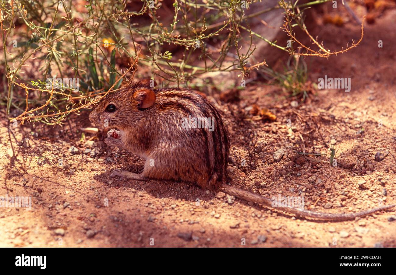 African striped grass mouse hi-res stock photography and images - Alamy