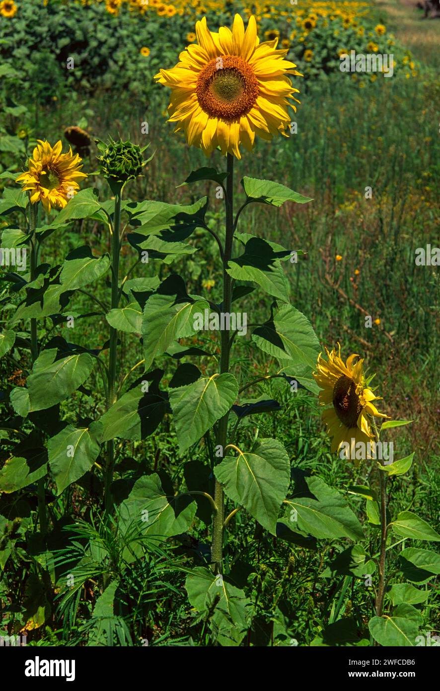 Sunflowers Helianthus growing in a field in South Africa Stock Photo ...