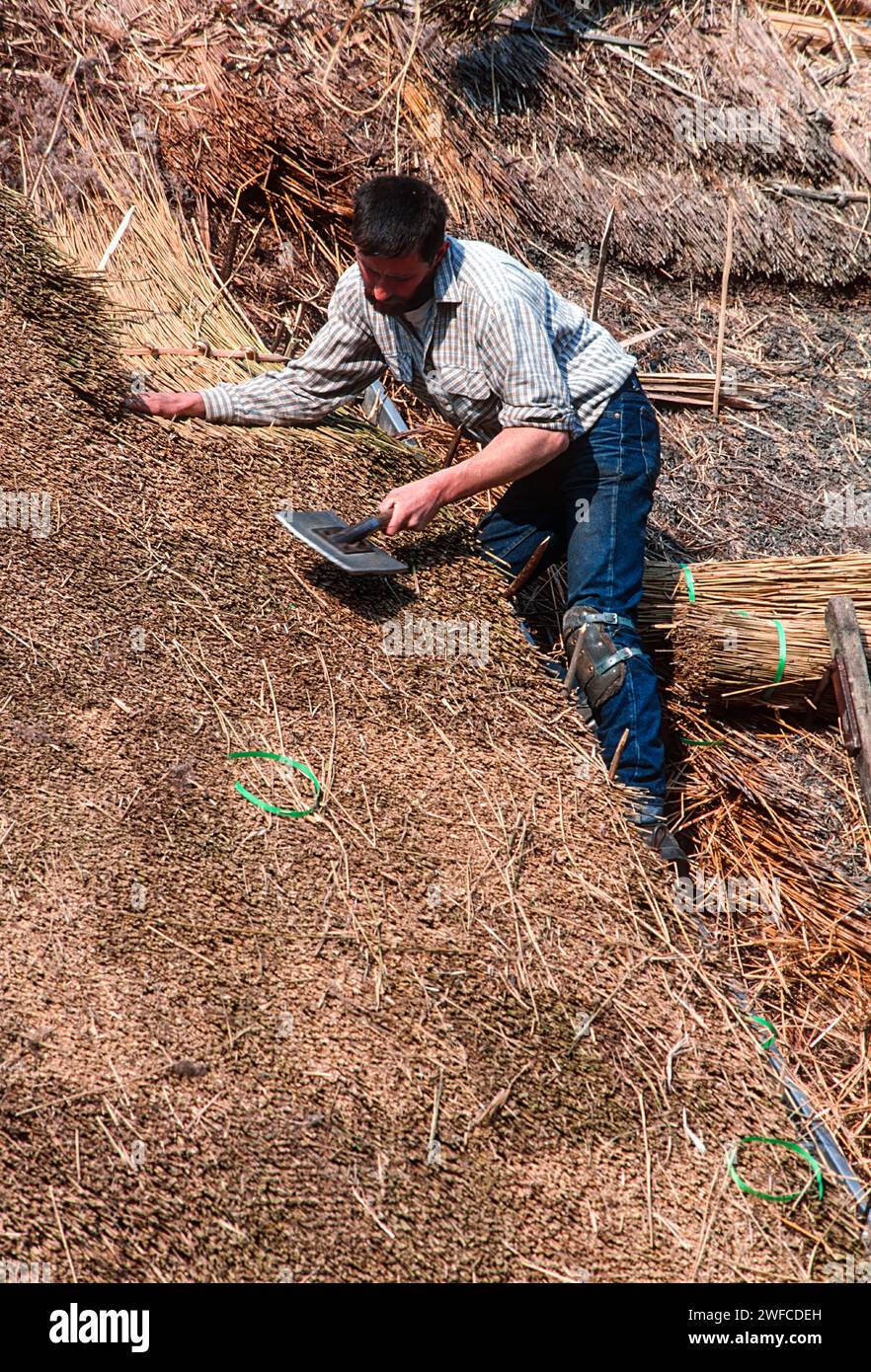 Old reed stalks hi-res stock photography and images - Alamy