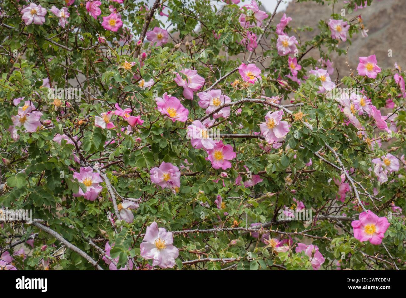 India, Ladakh, Zanskar, Skyagam, wild roses growing beside road Stock ...