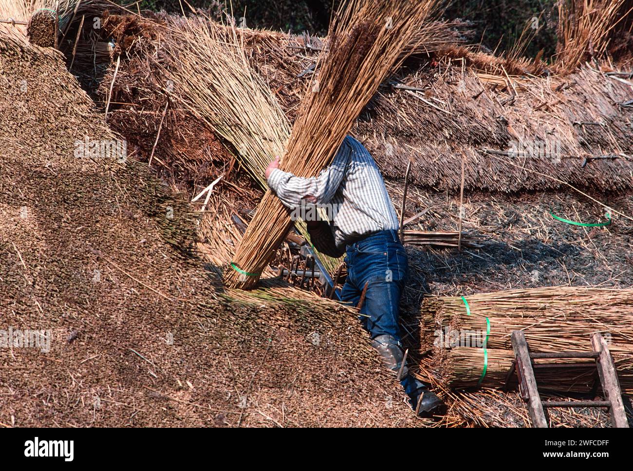 Thatching a man building a roof with dry reeds and replacing the old ...