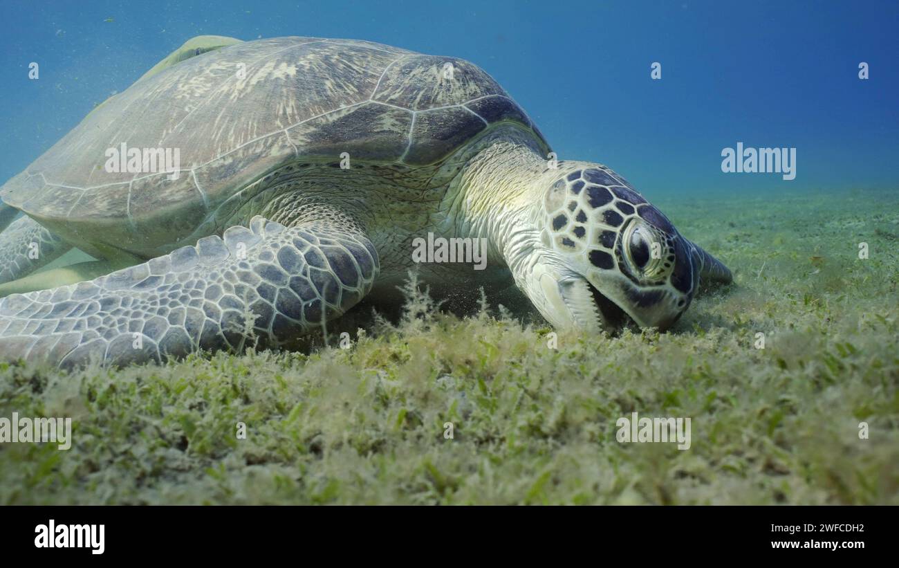 Red Sea, Egypt. 17th June, 2023. Sea turtle grazing on the seaseabed ...