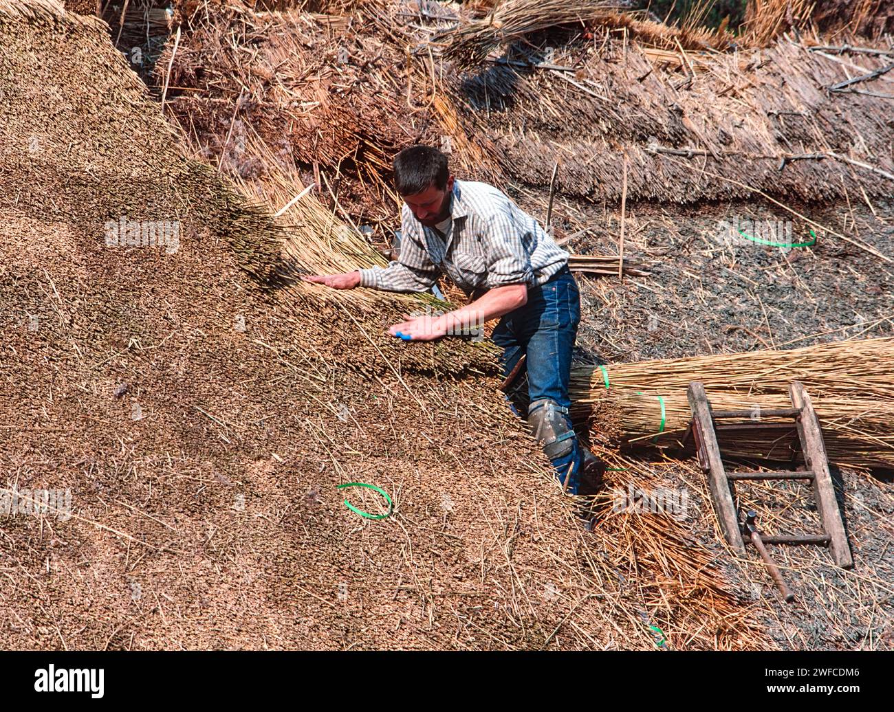 Thatching a man building a roof with dry reeds and tapping the material ...