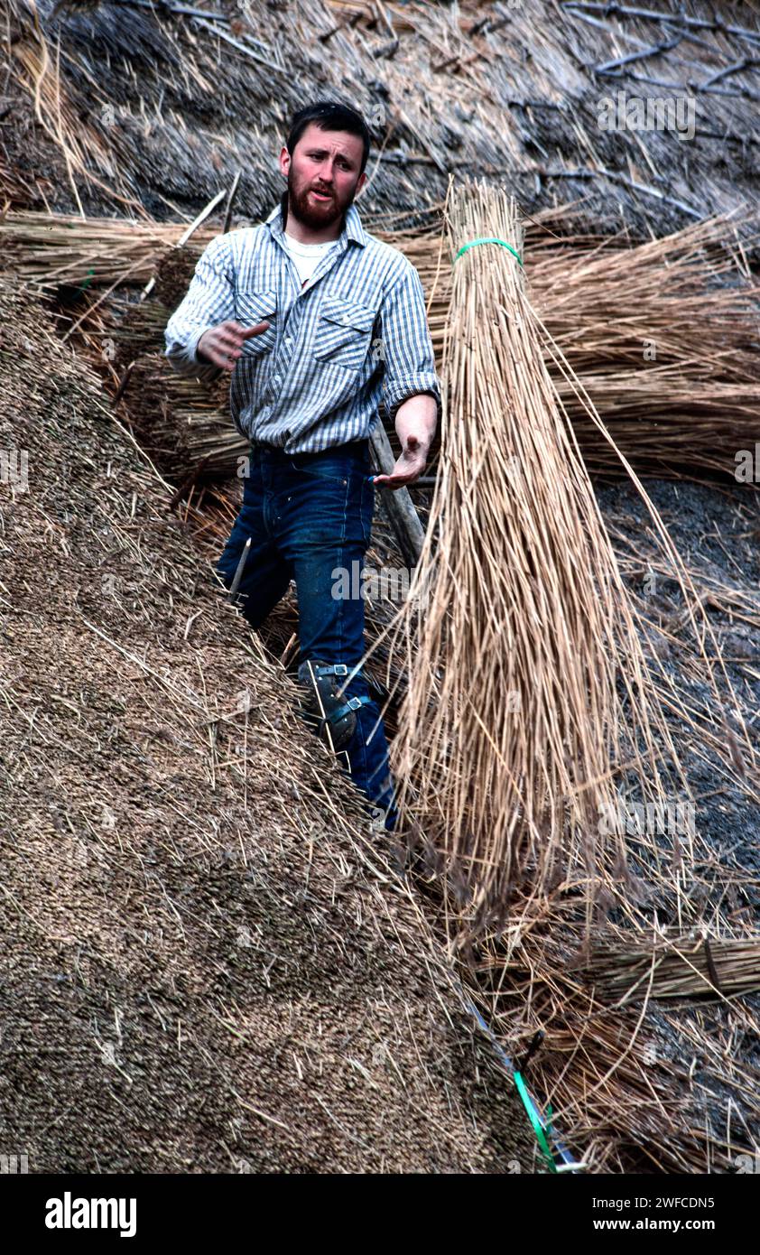 Thatching a man building a roof with dry reeds catching a new bundle of ...