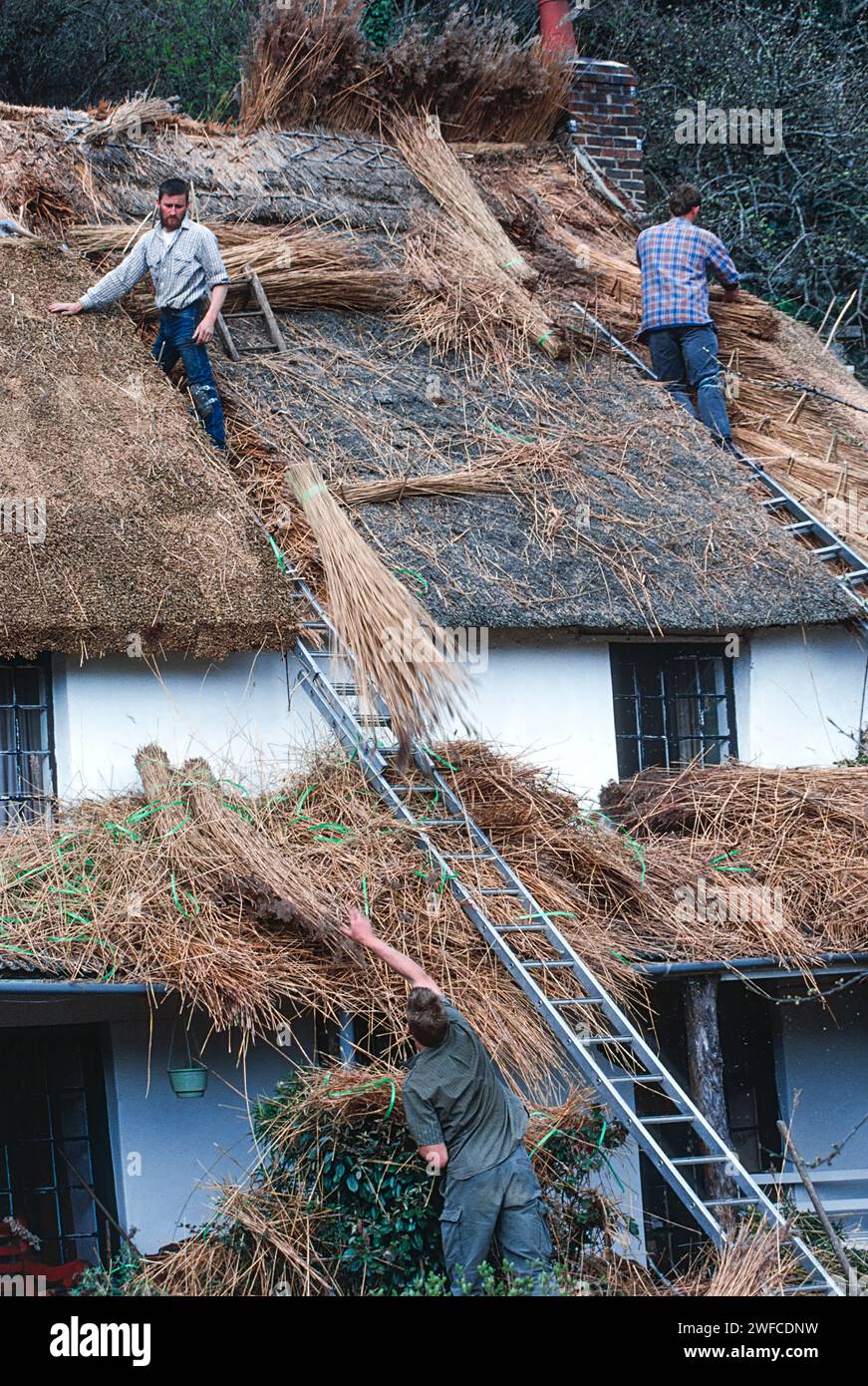 Thatching three men building a roof with bundles of dry reeds and ...
