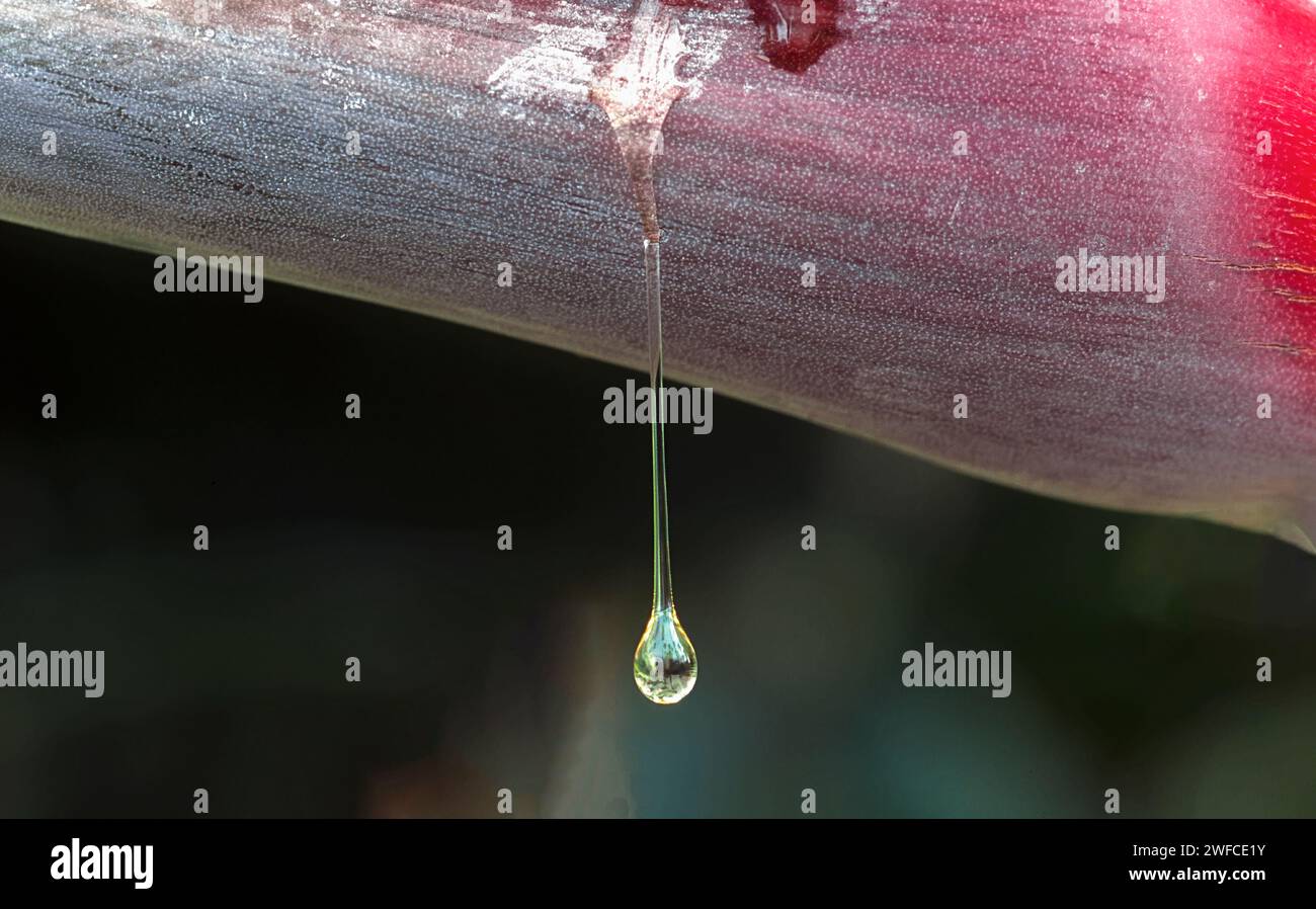 Water droplet or sap dripping from the flower of a Strelitzia reginae ...