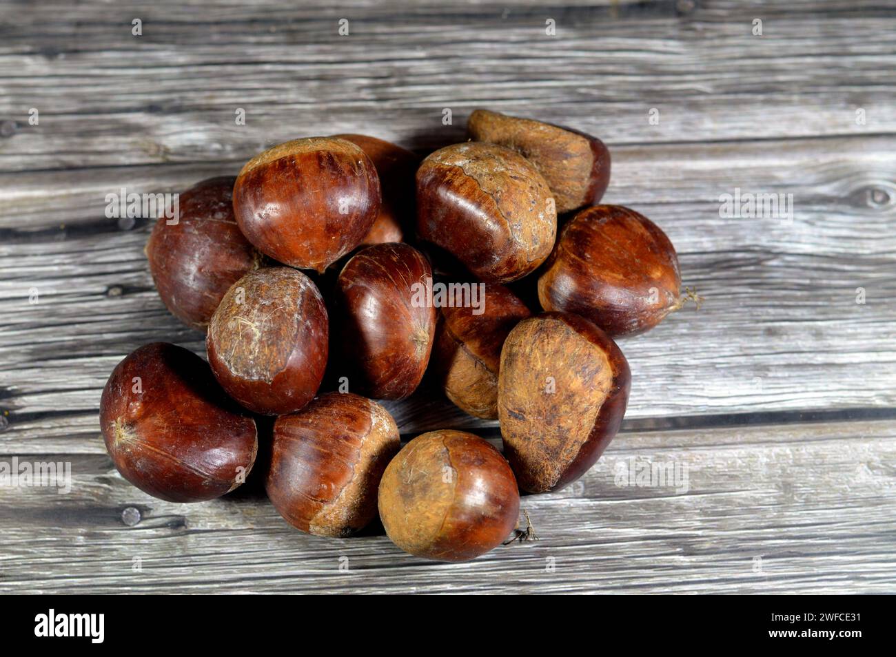 pile of chestnuts, the deciduous trees and shrubs in the genus Castanea ...