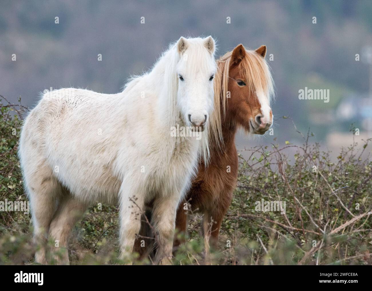 Carneddau wild Welsh Pony Stock Photo - Alamy