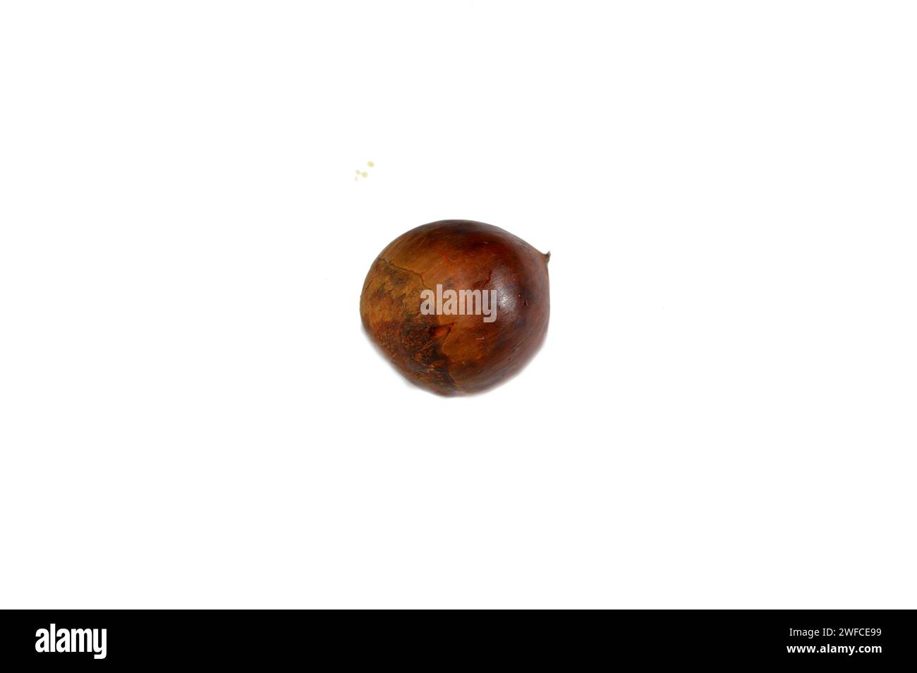 Chestnuts, the deciduous trees and shrubs in the genus Castanea, in the ...