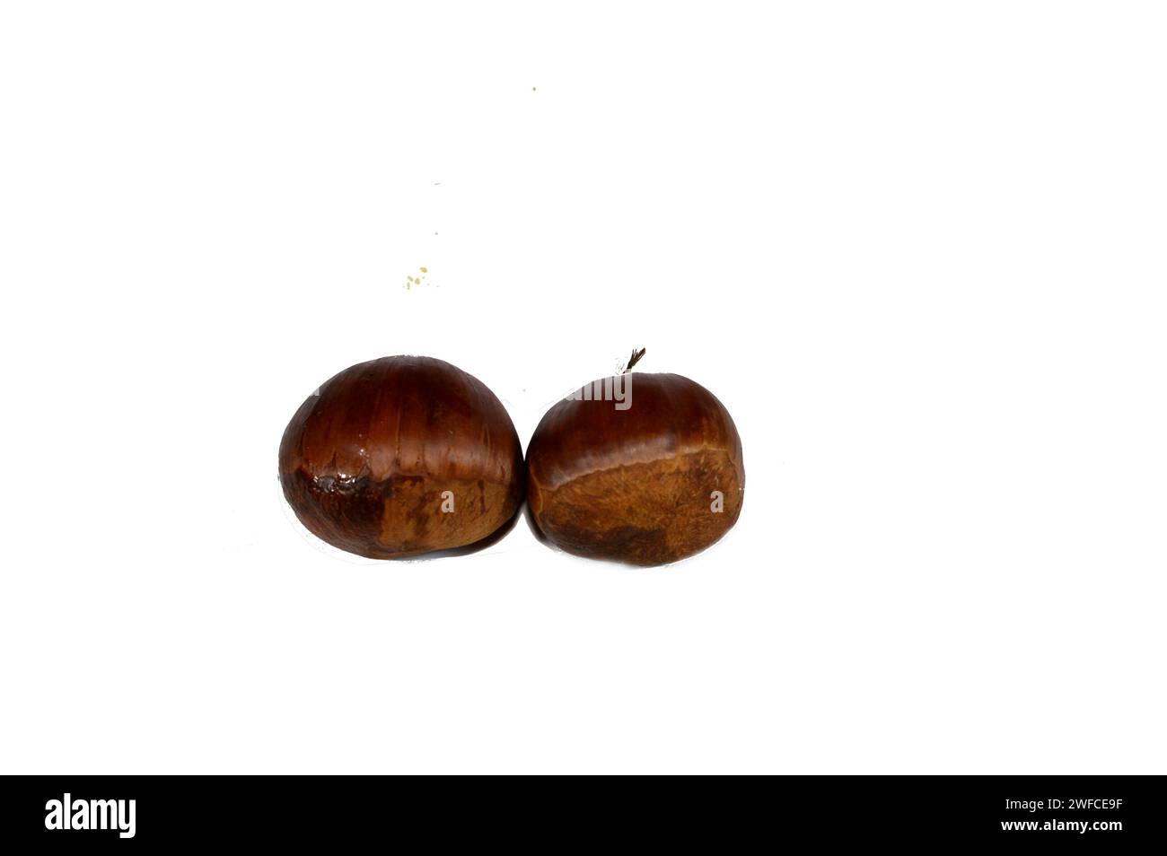 Chestnuts, the deciduous trees and shrubs in the genus Castanea, in the ...