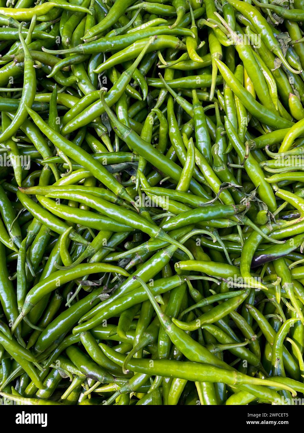 Fresh green chillies.this photo was taken from Chittagong,Bangladesh ...