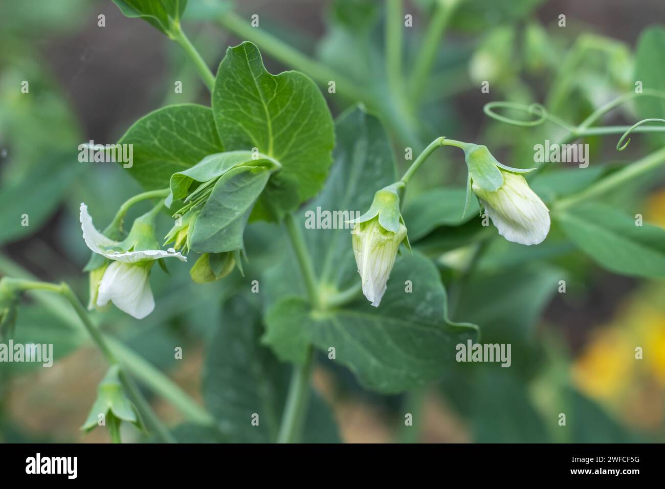 Fresh pea field in sunlight hi-res stock photography and images - Alamy