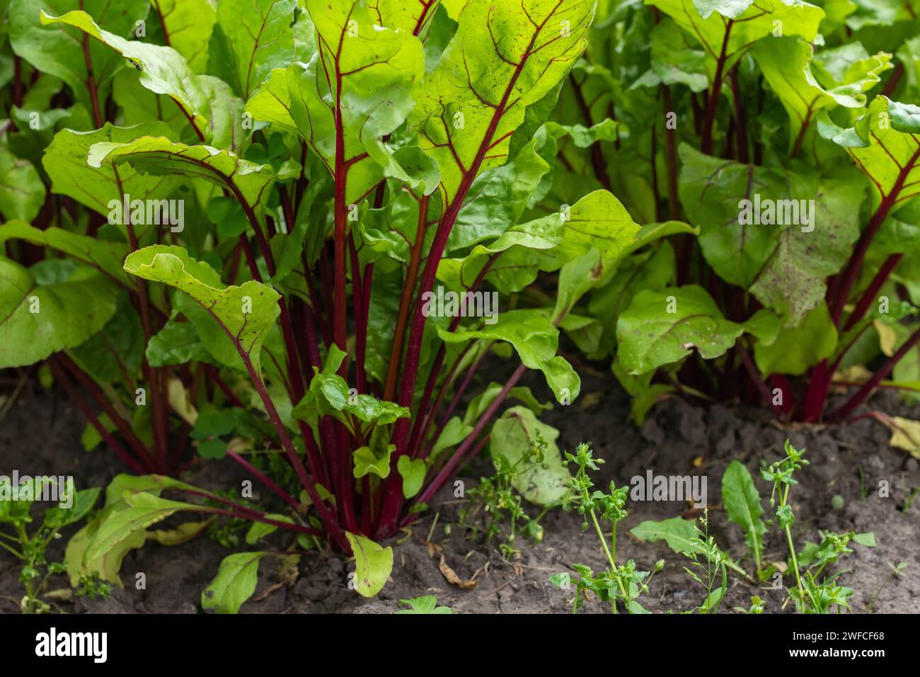 Young fresh beet leaves. Beetroot plants in a row from a close distance ...