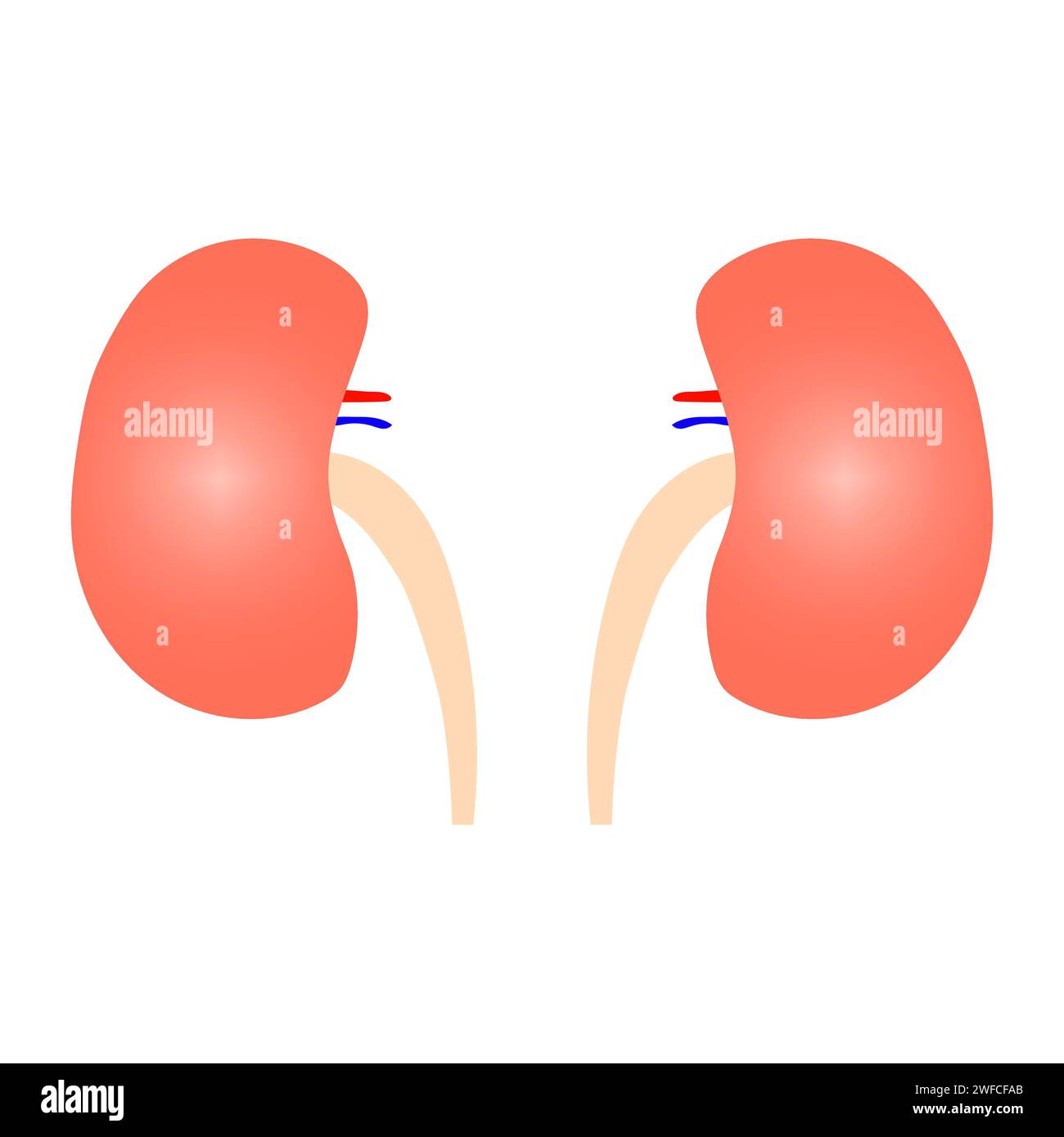Human kidney in cartoon style. Vector illustration. stock image. EPS 10 ...