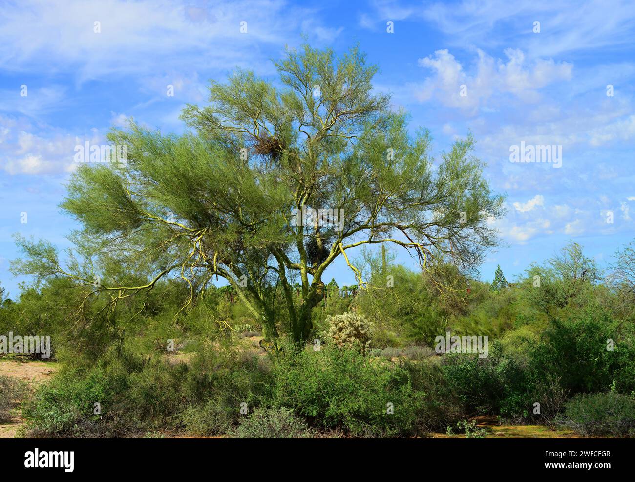 Palo Verde trees Sonora desert mid summer with background saguaro ...