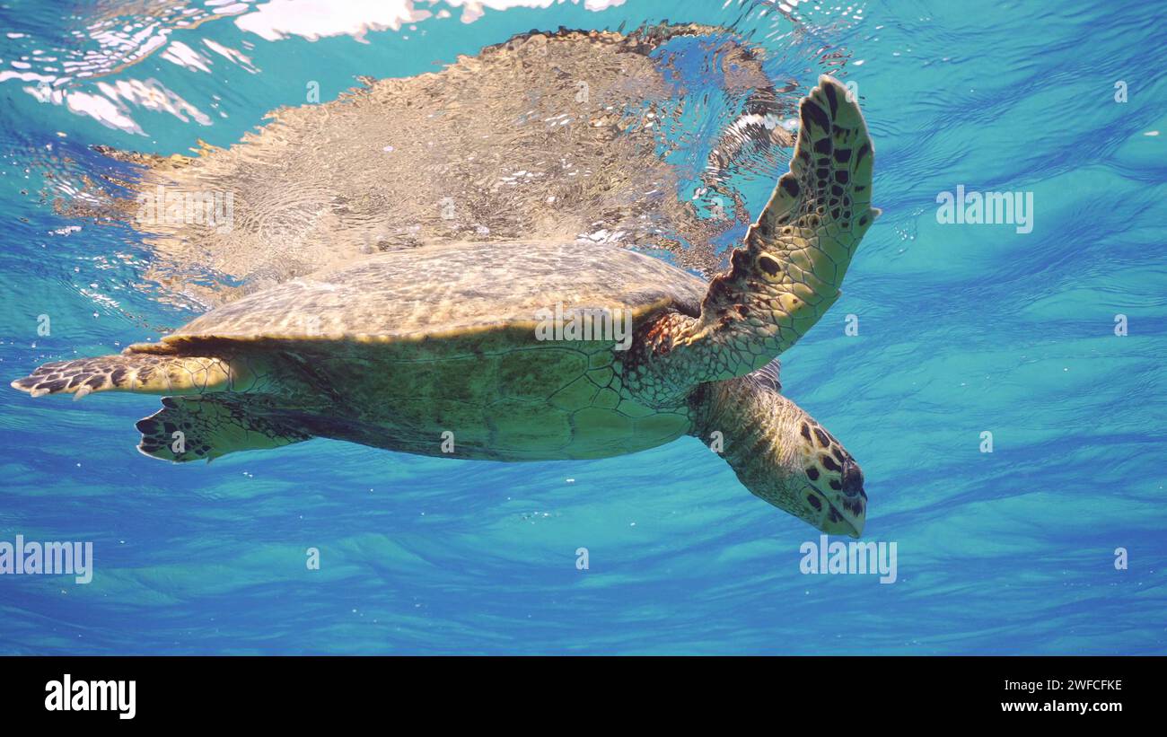 Sea Turtle resting on surface of water and looking down. Hawksbill Sea ...